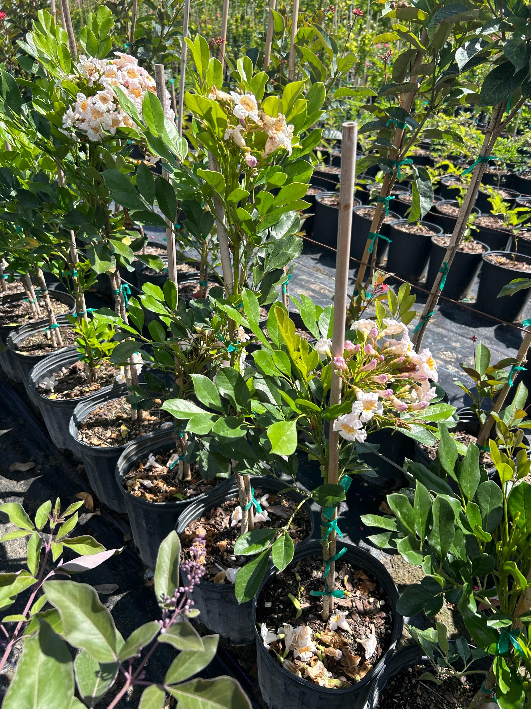 Dwarf Tree Jasmine Tree Form – Radermachera Kunmingensis 10 Inch Pot ...