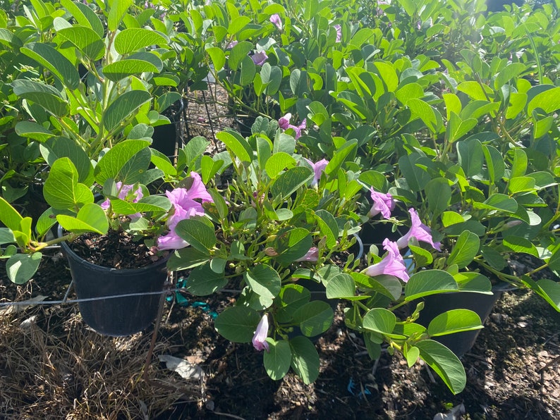 Railroad Vine Ipomoea Pes-caprae Ground Cover 6 Inch Pot - Etsy