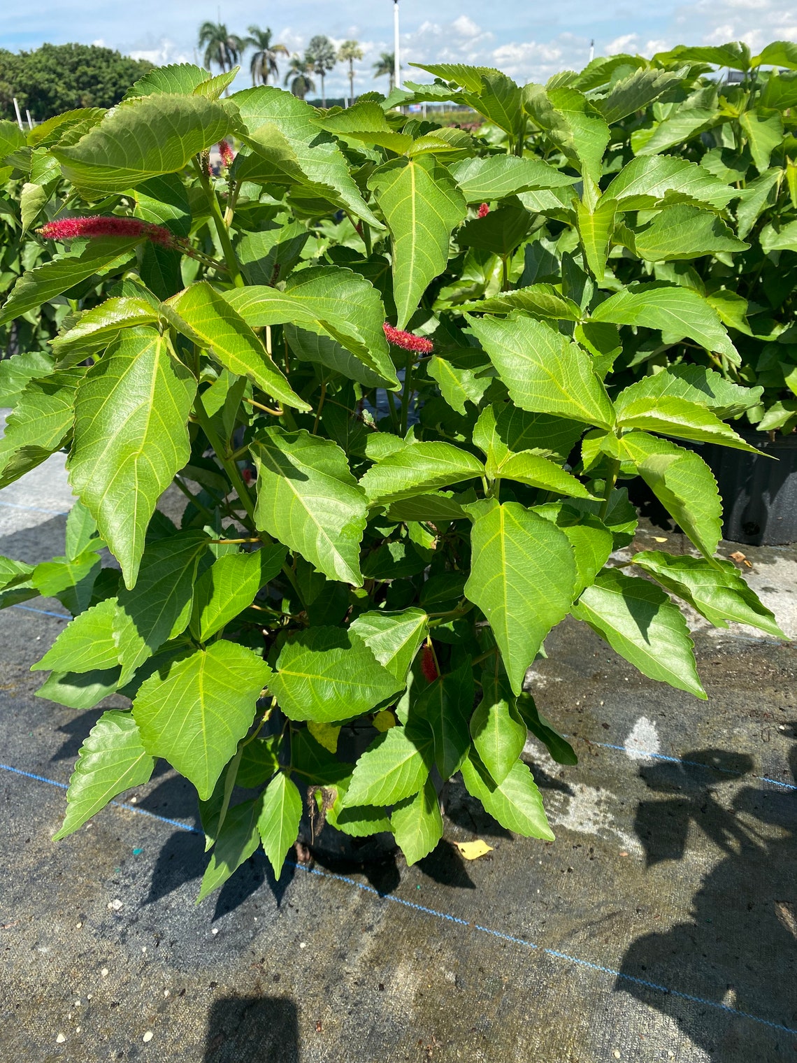 Chenille Plant – Acalypha Hispida 10 Inch Pot, Red Hanging Catkins ...