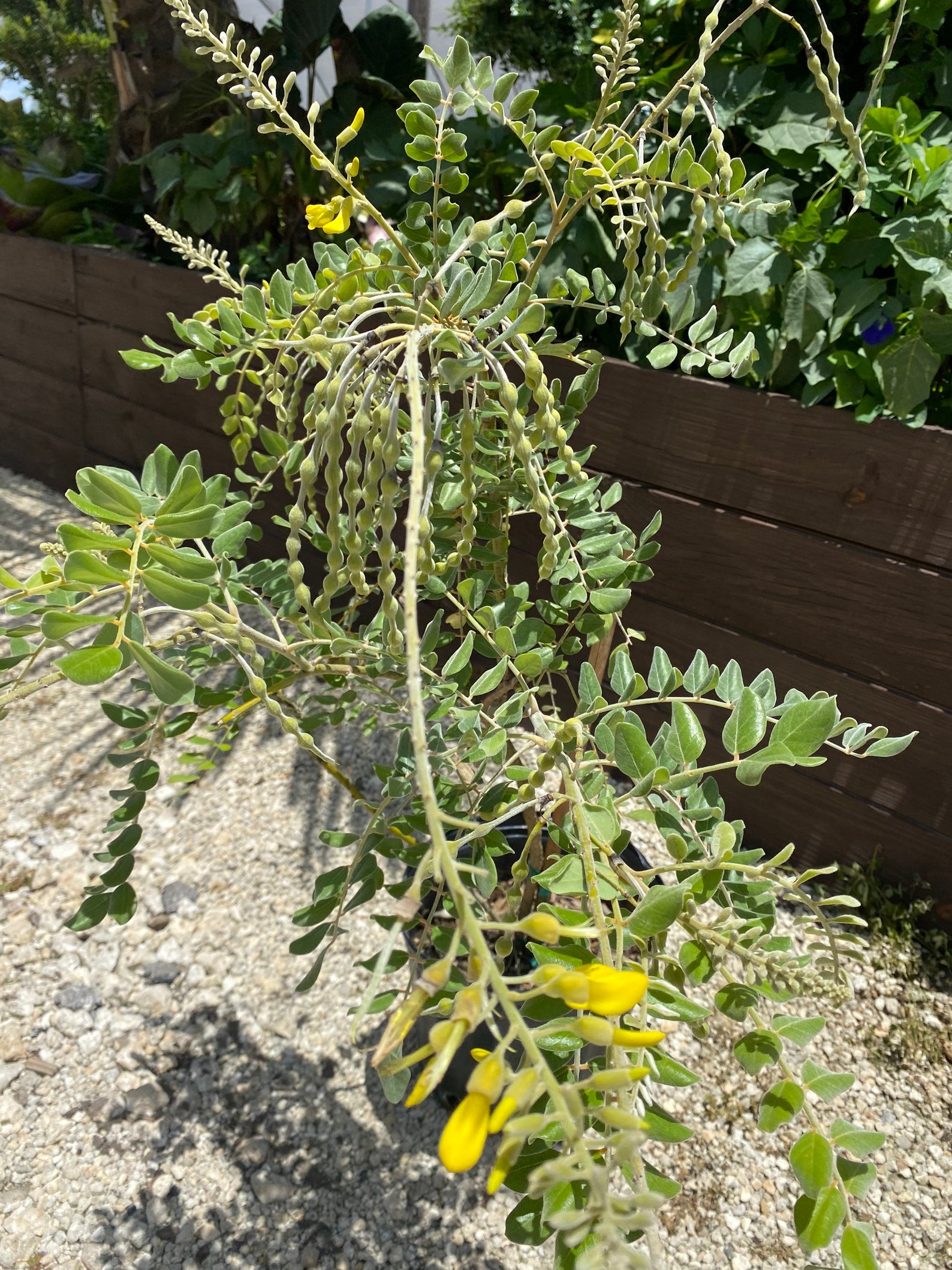 Necklace Pod Sophora Tormentosa TREE FORM 10 Inch Pot FREE - Etsy