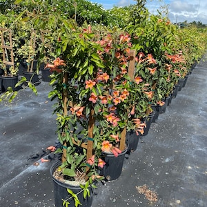 Crossvine – Bignonia Capreolata 10 Inch Pot in Trellis, Native Climbing ...