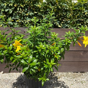 Allamanda Dwarf Allamanda Cathartica ‘compacta’ 10 Inch Pot Free ...