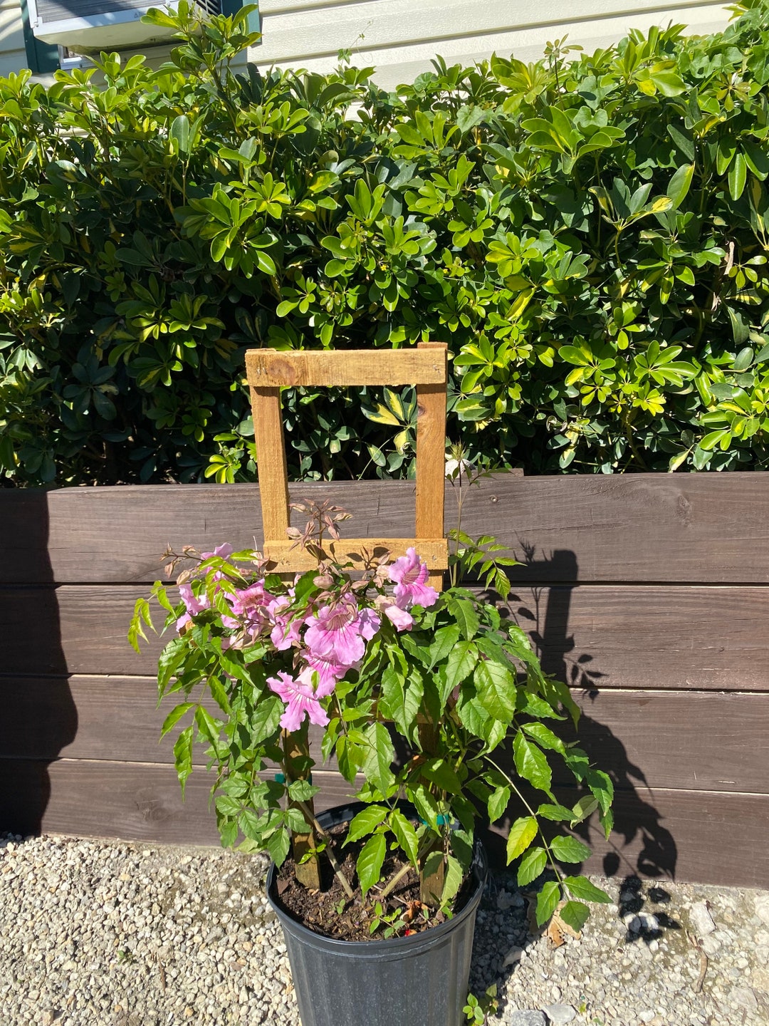 Pandorea Jasminoides Pink Pandora Vine Pandorea Bower of Beauty Bower ...