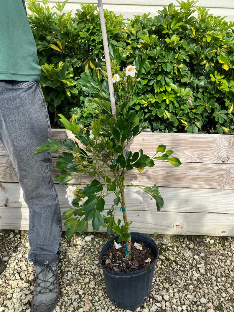 Radermachera Kunmings Dwarf Tree Jasmine Standard TREE FORM | Etsy
