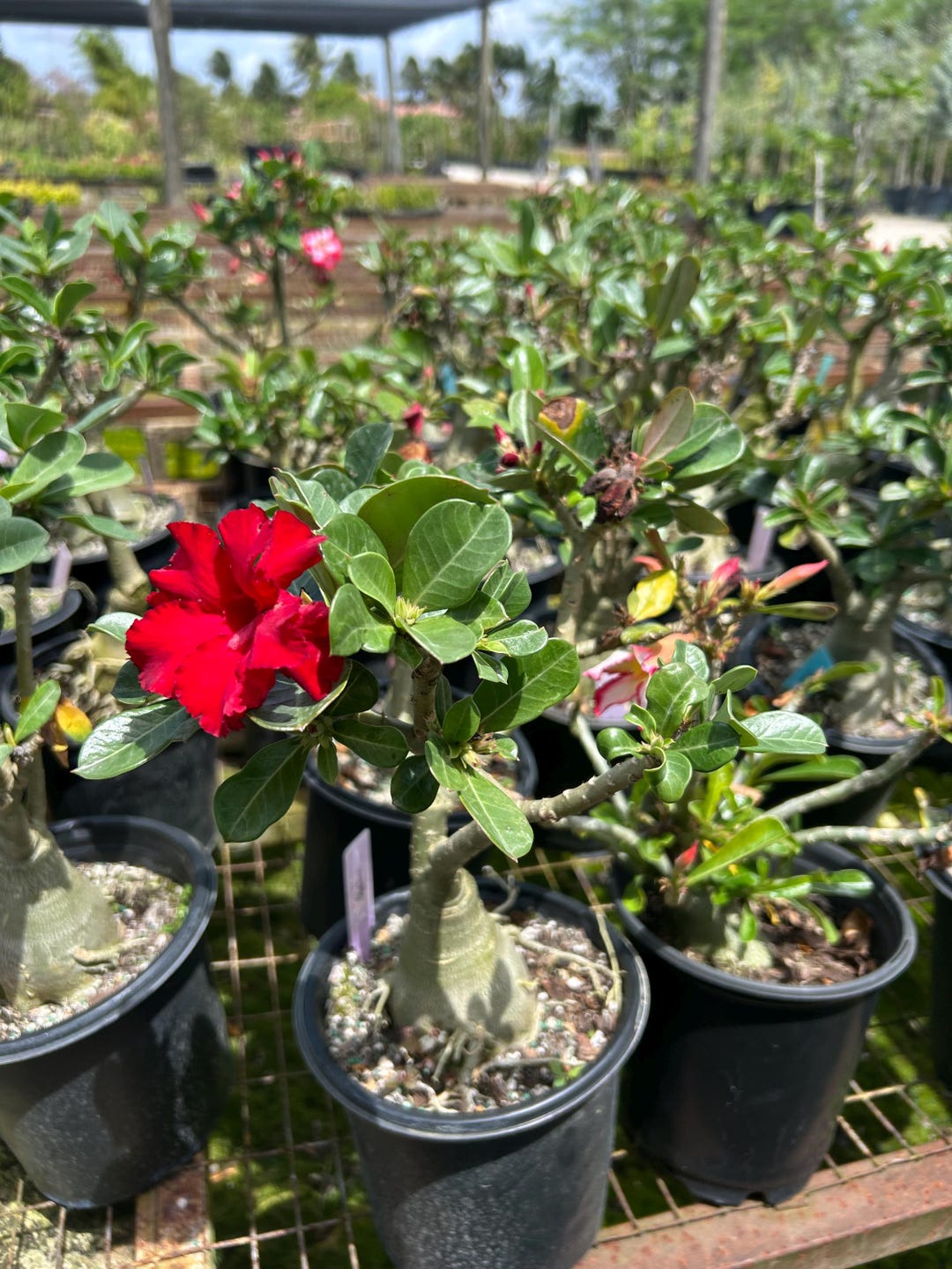 Desert Rose – Adenium Obesum 6 Inch Pot, Random Bloom Color, Caudex ...