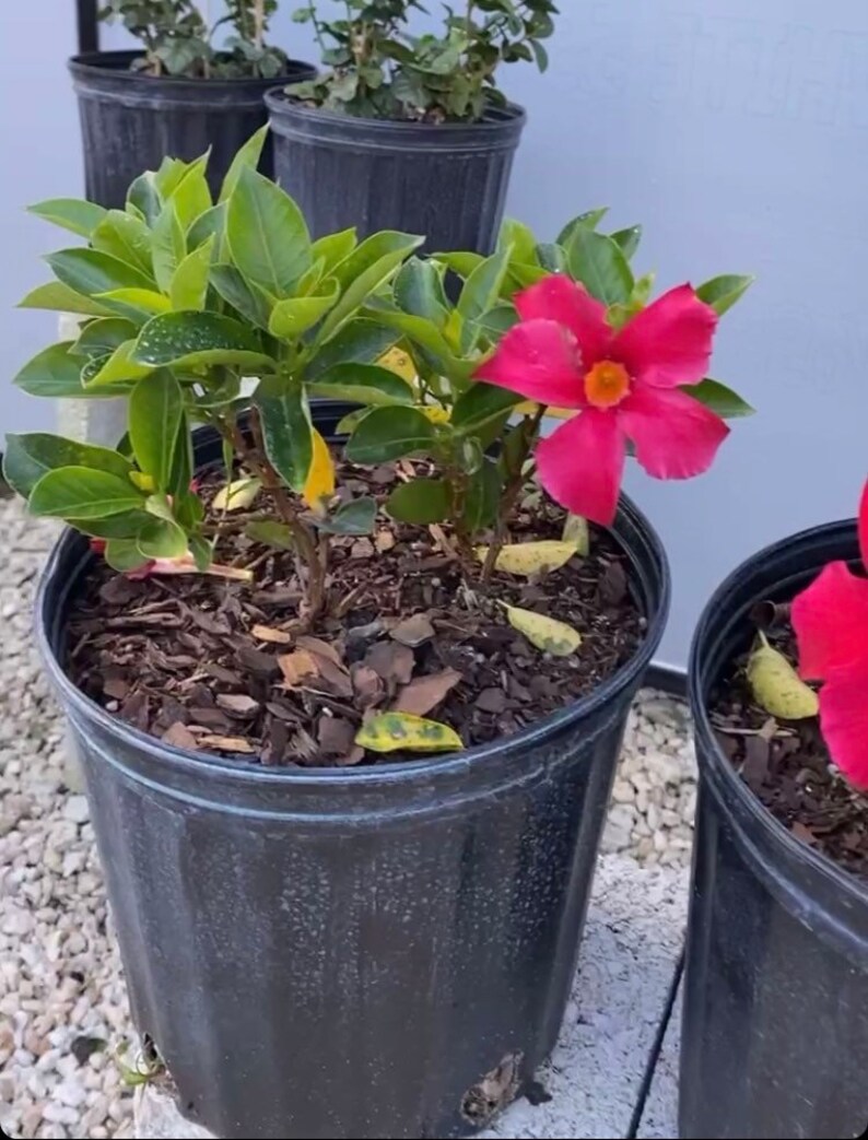 Dipladenia Red Mandevilla Bush 10 Inch Pot - Etsy