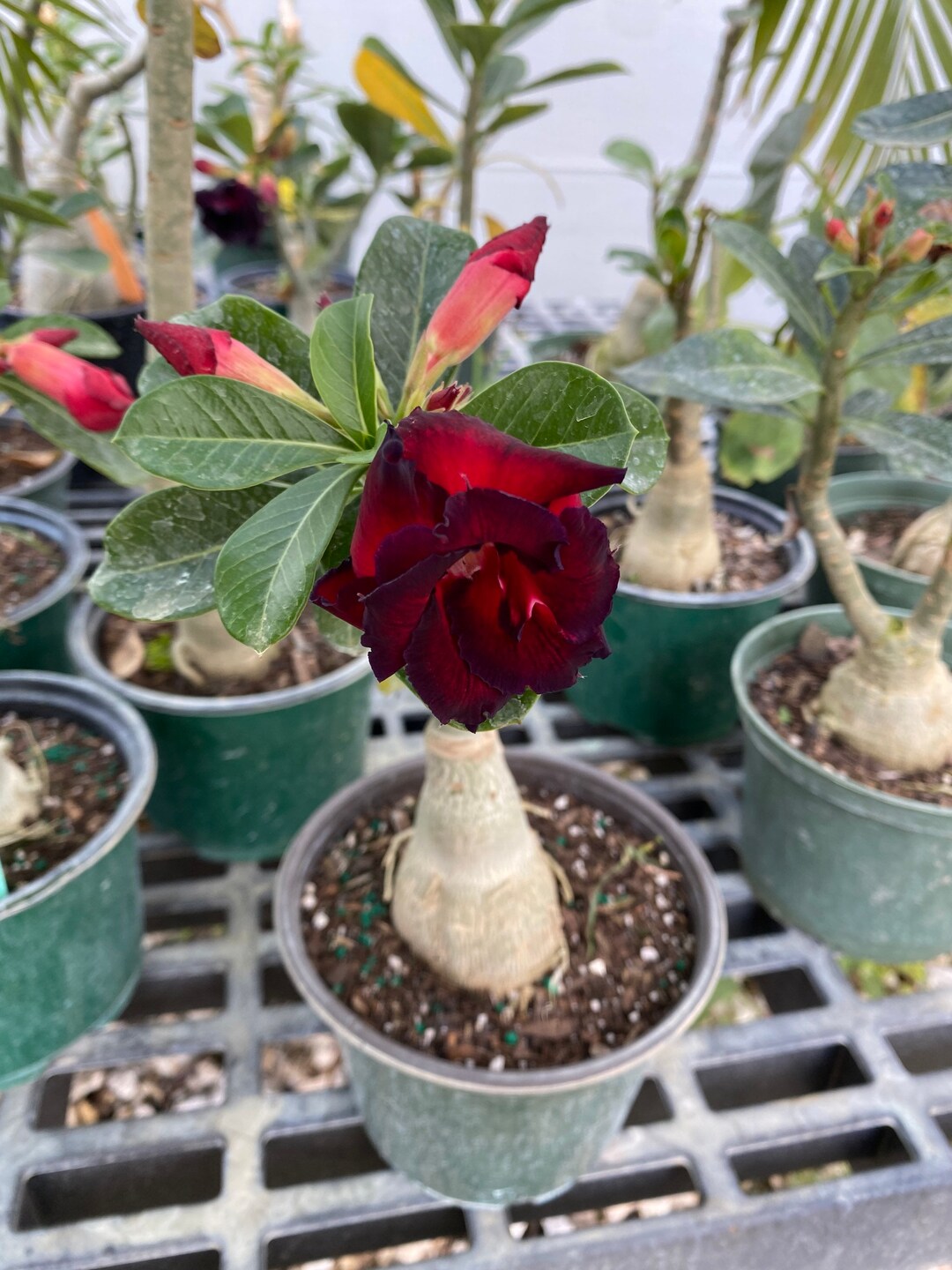 Desert Rose Adenium Obessum Random Color 6” Inch Pot Free Shipping to ...