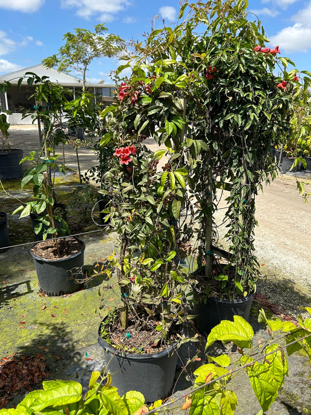 Crossvine Bignonia Capreolata 14 Inch Pot in a 48 Inch Trellis - Etsy
