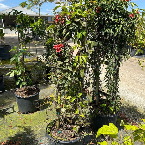 Bignonia Capreolata - Etsy