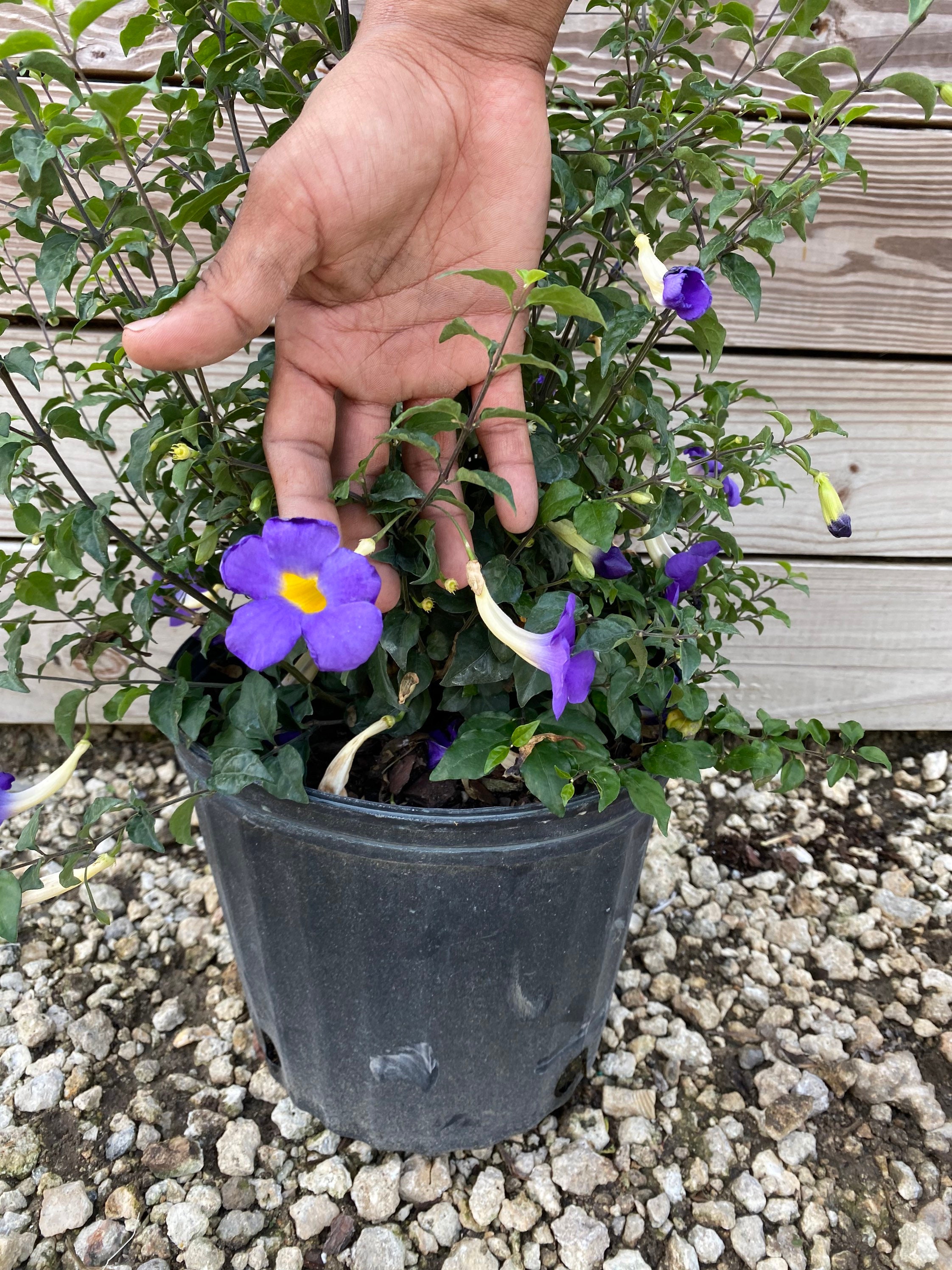 Kings Mantle Thunbergia Upright