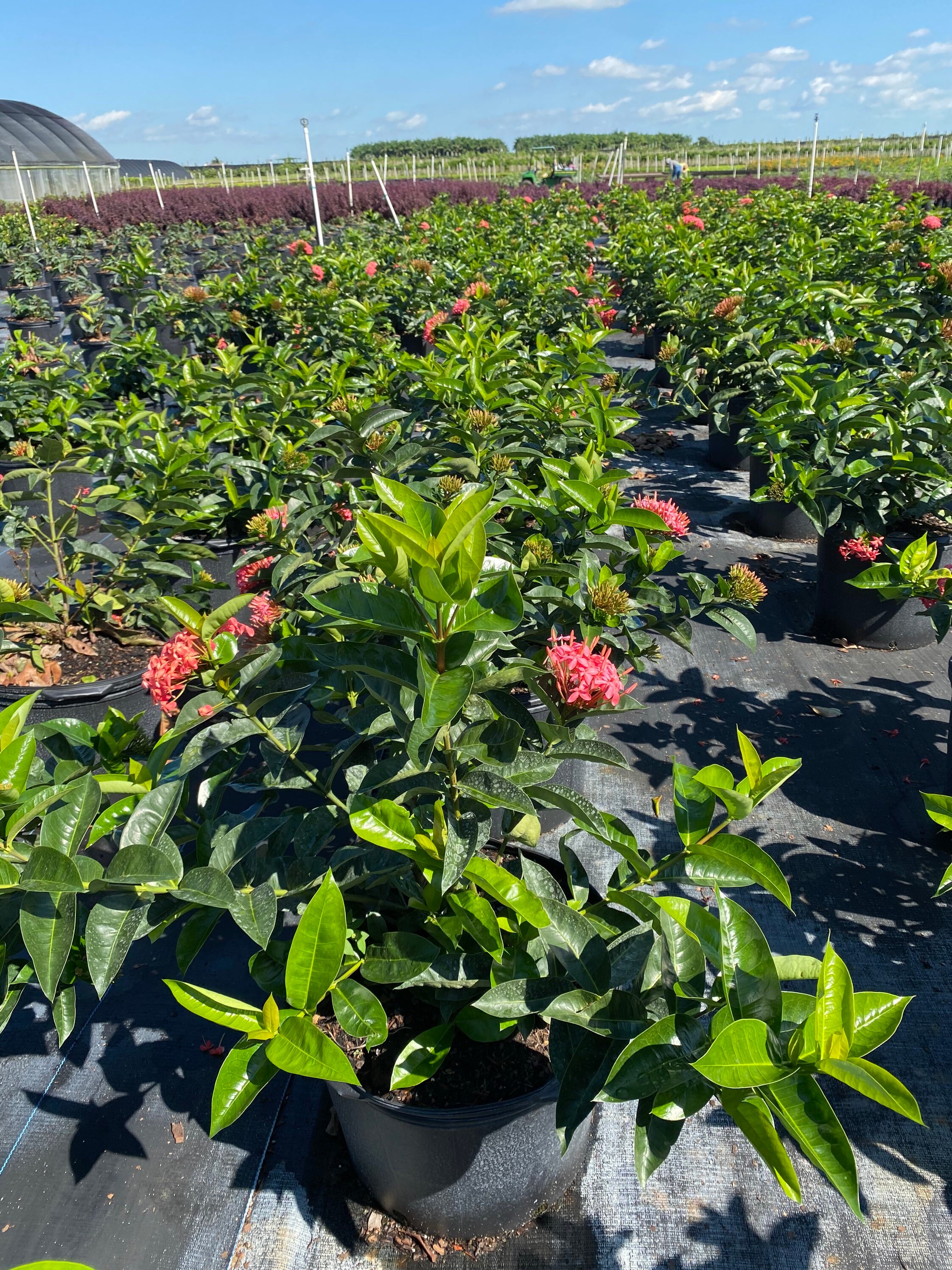 Ixora Nora Grant Pink Ixora Coccinea 14 Inch Pot | Etsy