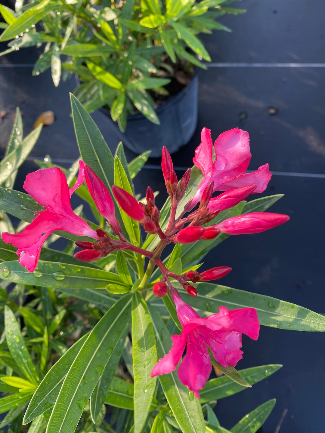 Oleander ‘calypso’ – Nerium Oleander 10 Inch Pot. Live Flowering Shrub ...