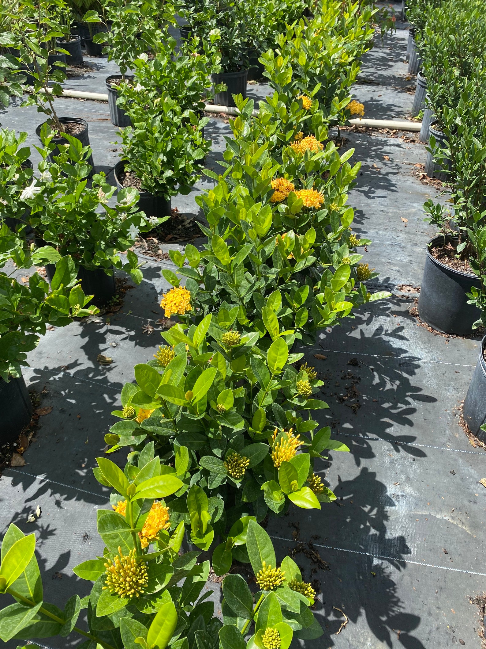 Ixora Maui Yellow Ixora Coccinea 10 Inch Pot Free Shipping to Eastern ...