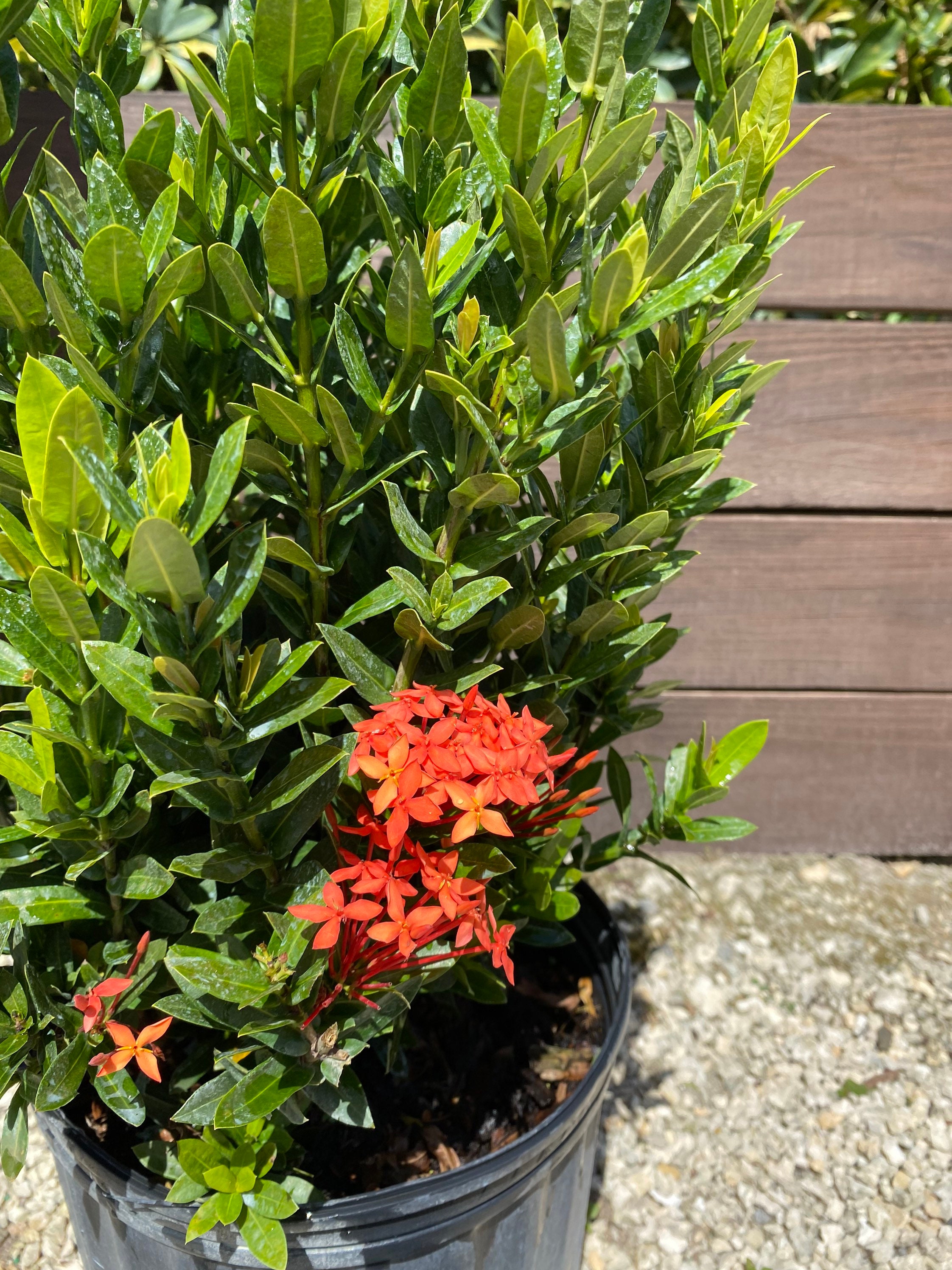 Ixora Taiwanese Red Dwarf Ixora 10 Inch Pot | Etsy