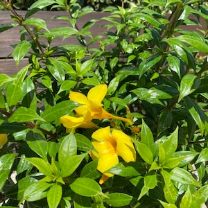 Allamanda Dwarf Allamanda Cathartica ‘compacta’ 10 Inch Pot Free ...