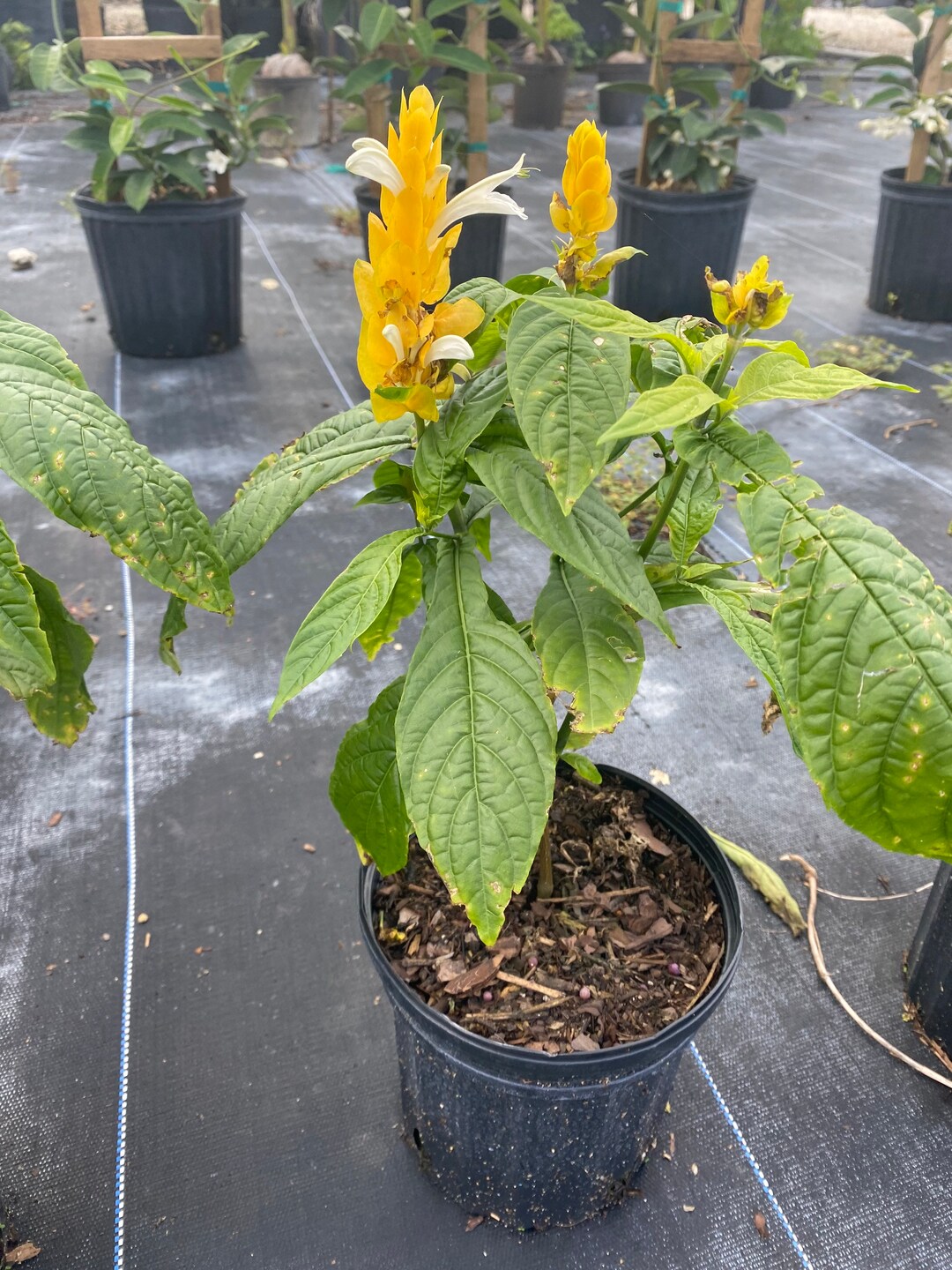 Yellow Shrimp Plant Pachystachys Lutea Golden Shrimp Plant 6 - Etsy