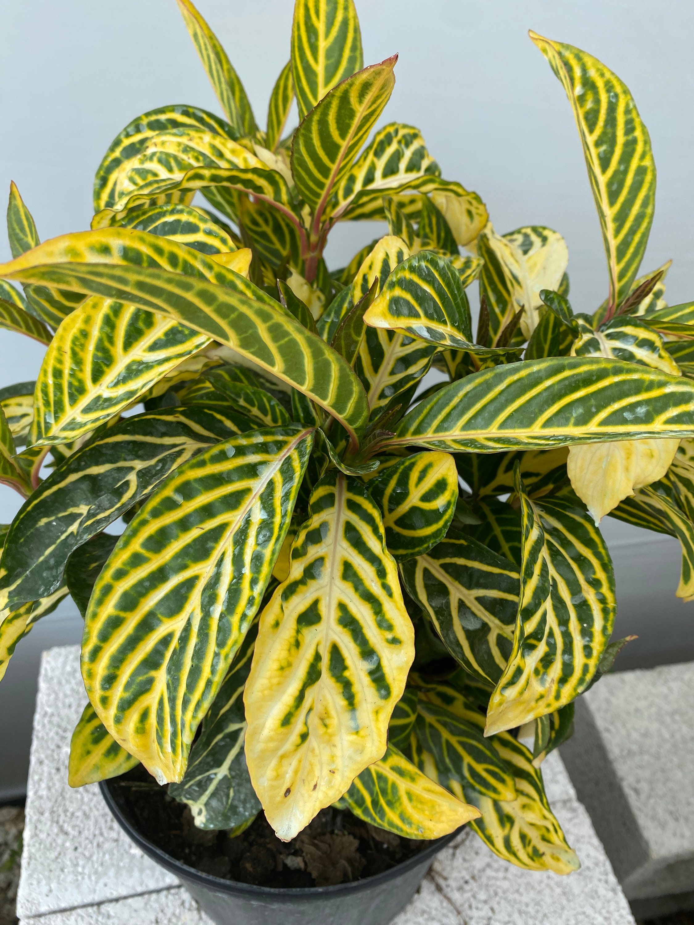 Variegated Sanchezia Plant – Sanchezia Speciosa 10 Inch Pot, Tropical ...