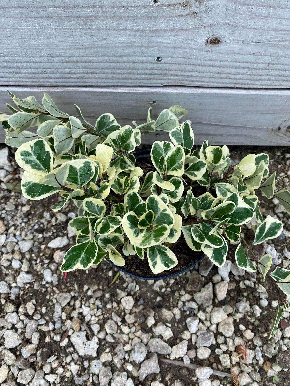 Ficus Triangularis Variegata Variegated Dwarf Triangle Fig 6 | Etsy