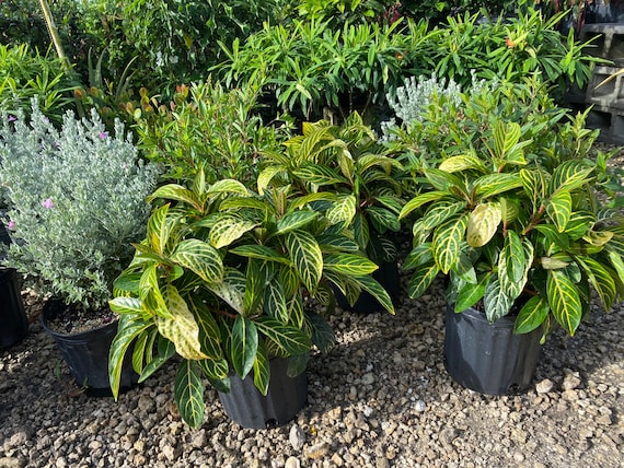 Sanchezia Plant Variegated Sanchezia Speciosa 10 Inch Pot - Etsy