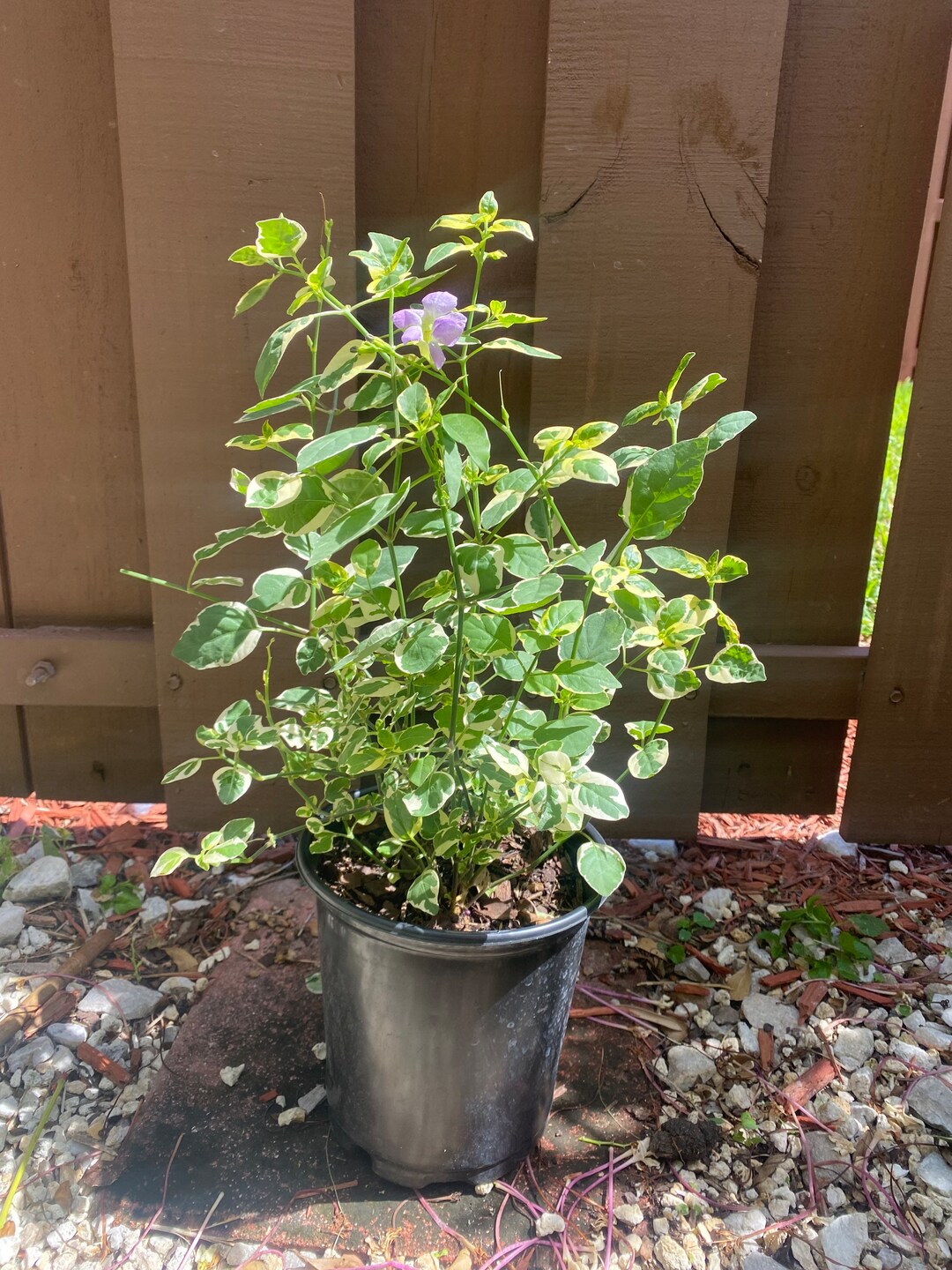 St. John Variegated Primrose 6” Inch Pot Free Shipping to Eastern and ...