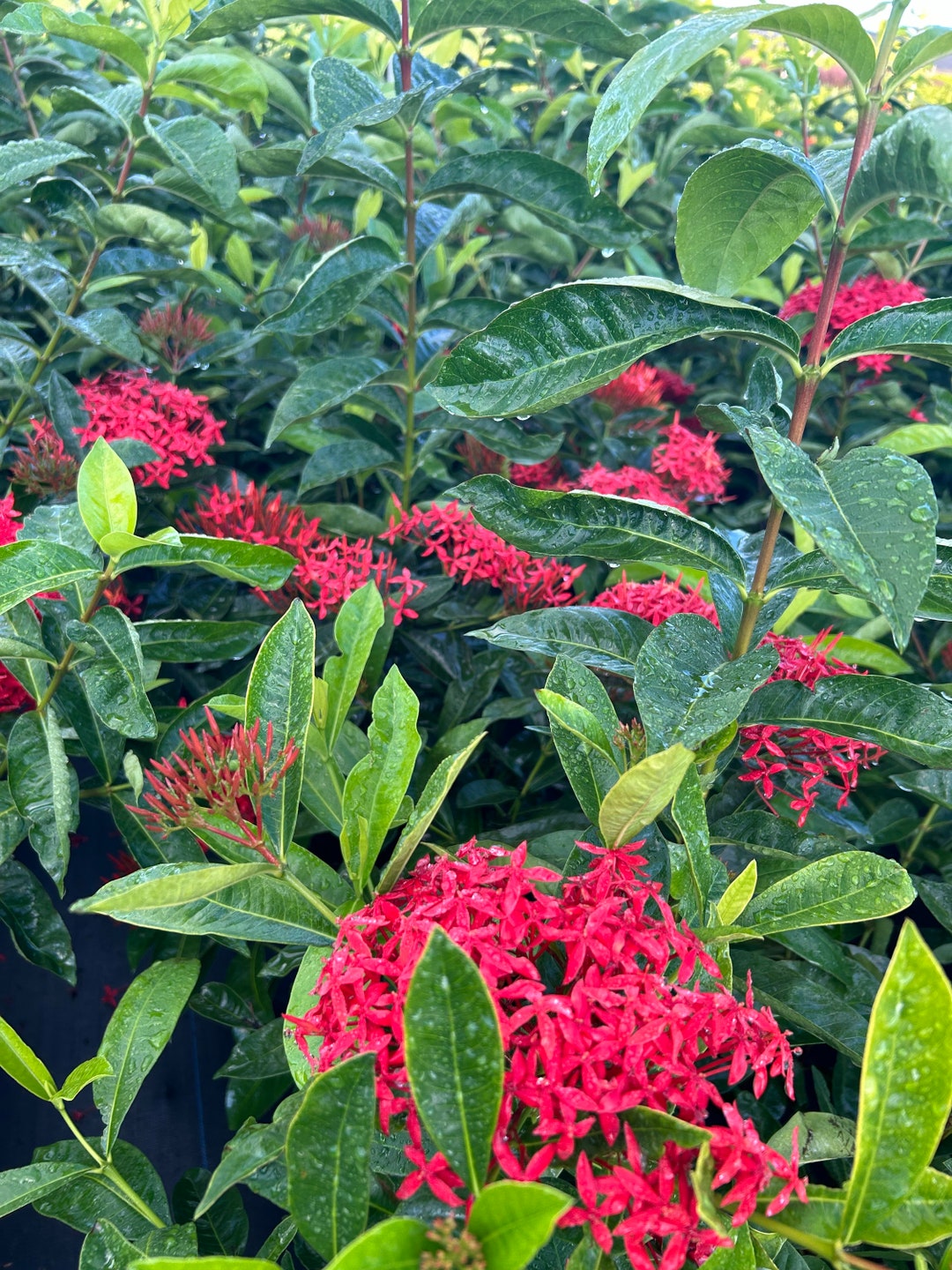 Ixora ‘super King’ 14 Inch Pot Live Tropical Flowering Shrub, Large ...