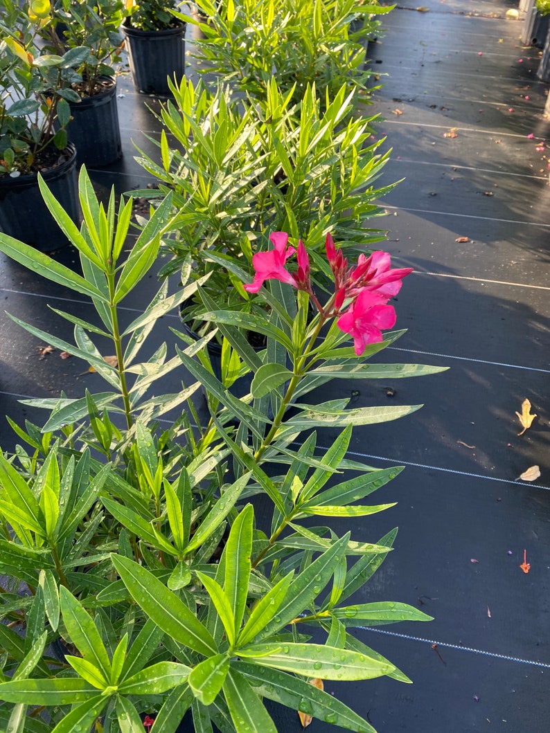 Oleander ‘calypso’ – Nerium Oleander 10 Inch Pot. Live Flowering Shrub ...