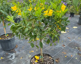 Esperanza Plant - Etsy