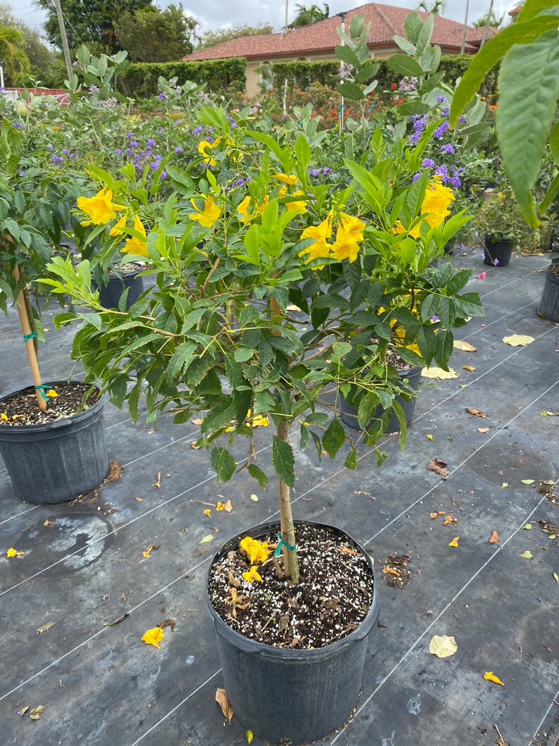 Yellow Elder Tecoma Stans Esperanza Plant. Standard TREE FORM - Etsy