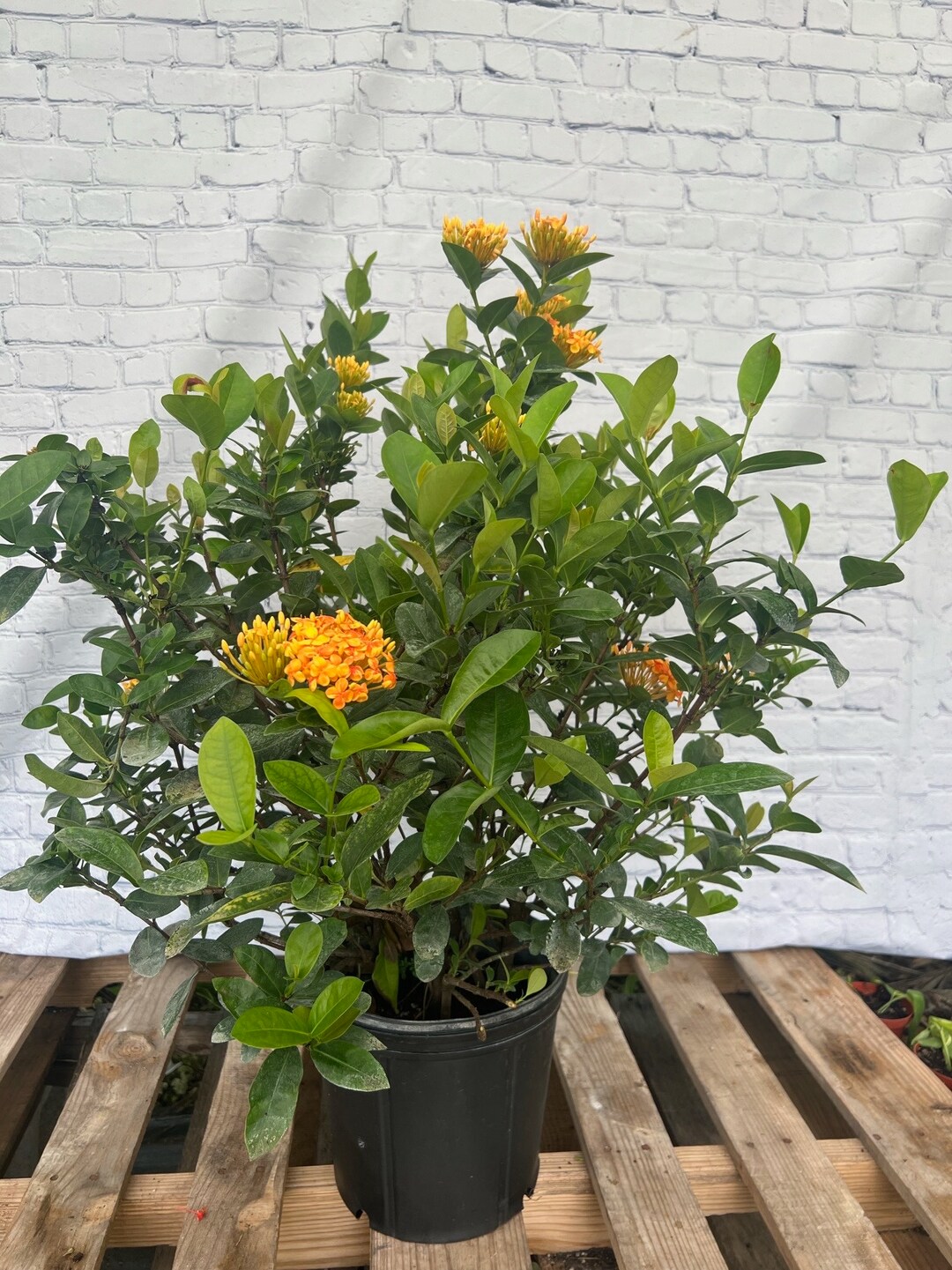 Ixora Maui Yellow Ixora Coccinea 10” Inch Pot Free Shipping to Eastern ...