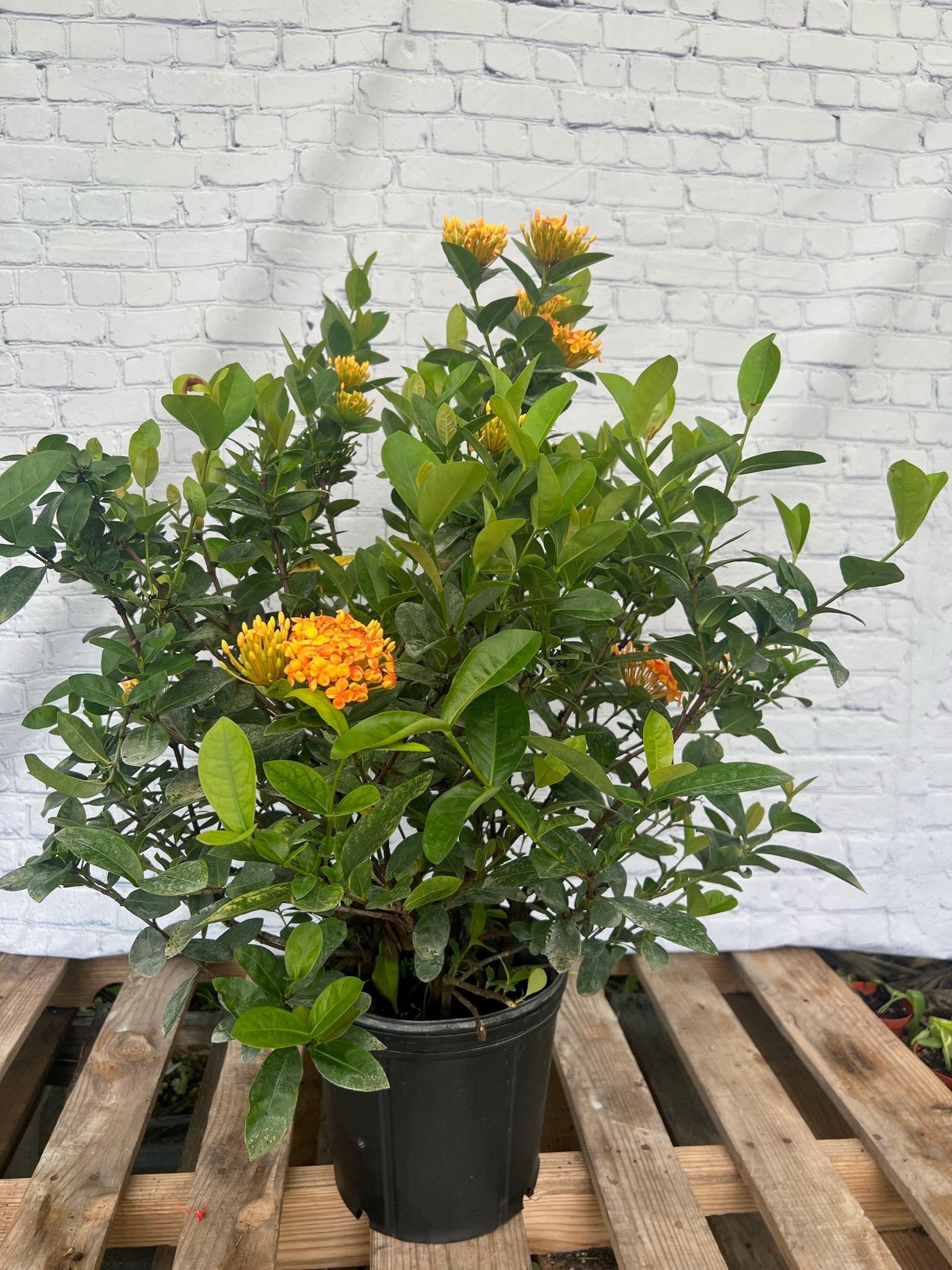 Yellow Ixora Plant