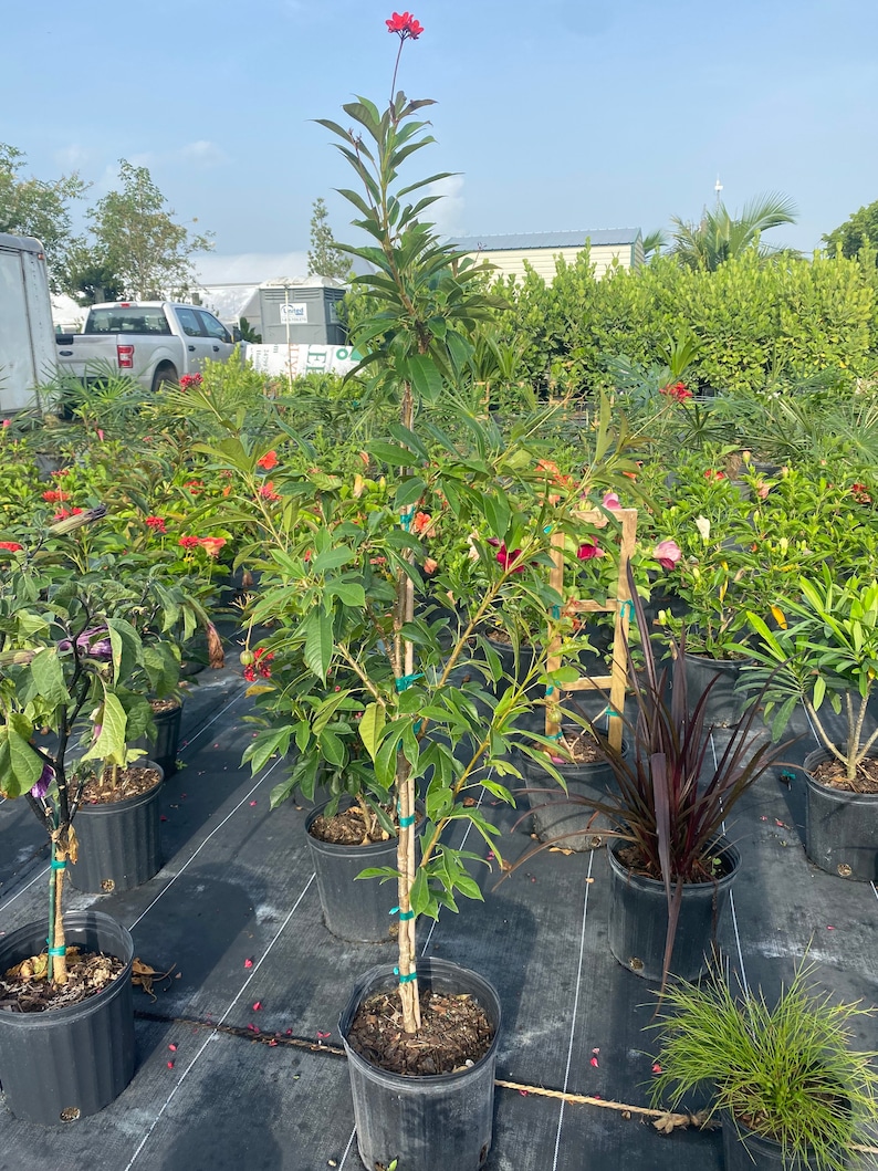 Jatropha Integerrima ‘red Peregrina’ – Spicy Jatropha Tree Form 10 Inch ...