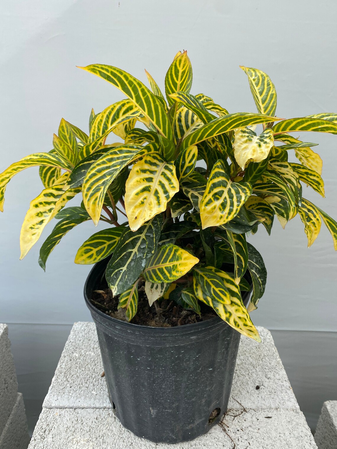 Variegated Sanchezia Plant – Sanchezia Speciosa 10 Inch Pot, Tropical ...
