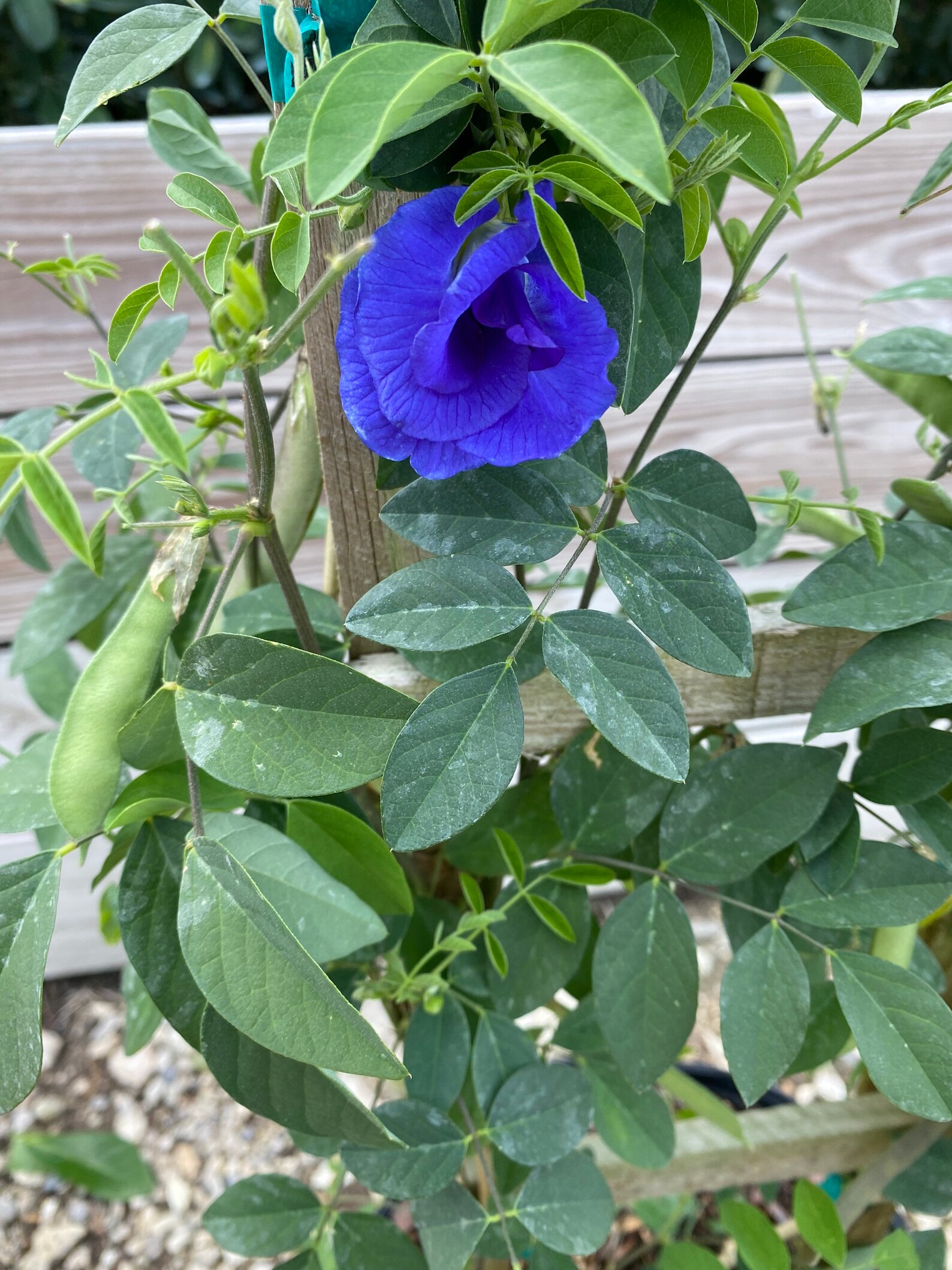 Blue Pea Vine Clitoria Ternatea 10 Inch Pot, 30” Trellis Free Shipping ...