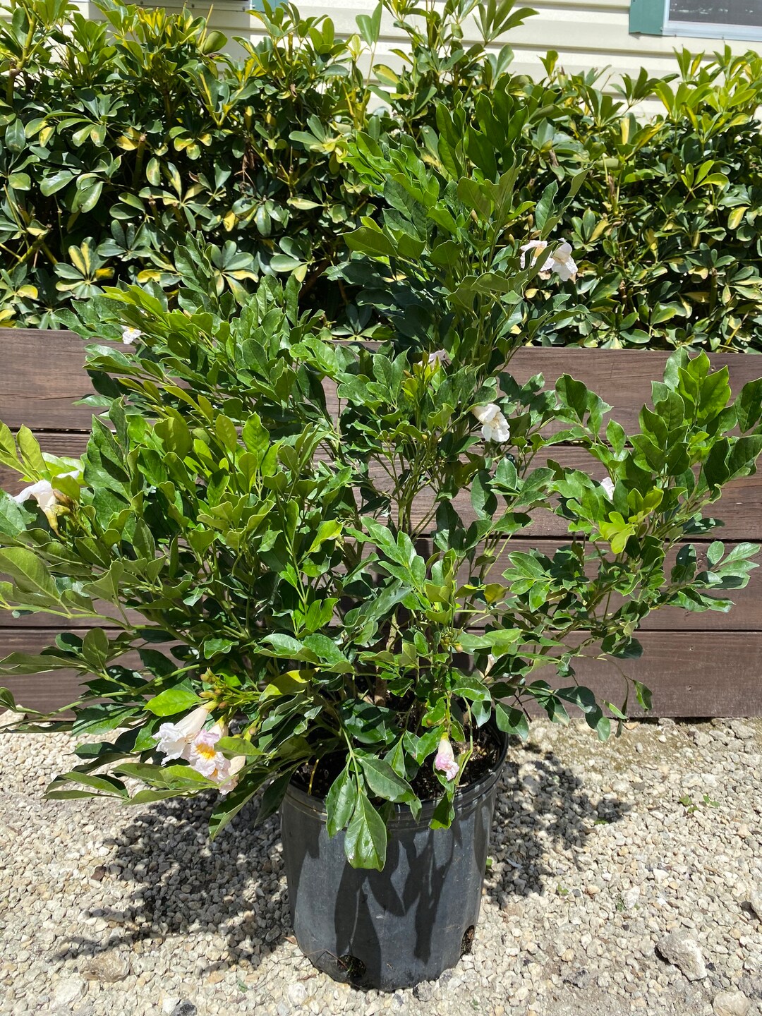 Large Radermachera Kunmings Dwarf Tree Jasmine BUSH FORM 10 inch pot ...