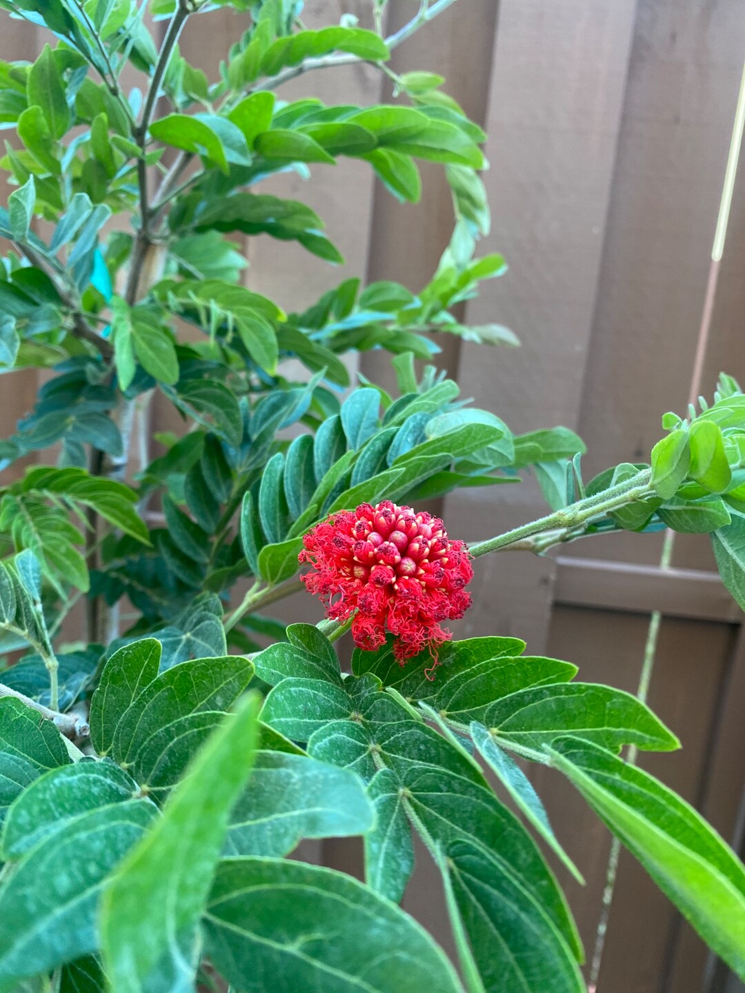 Red Powder Puff Dwarf Calliandra Haematocephala Tree Form 10” Inch Pot ...
