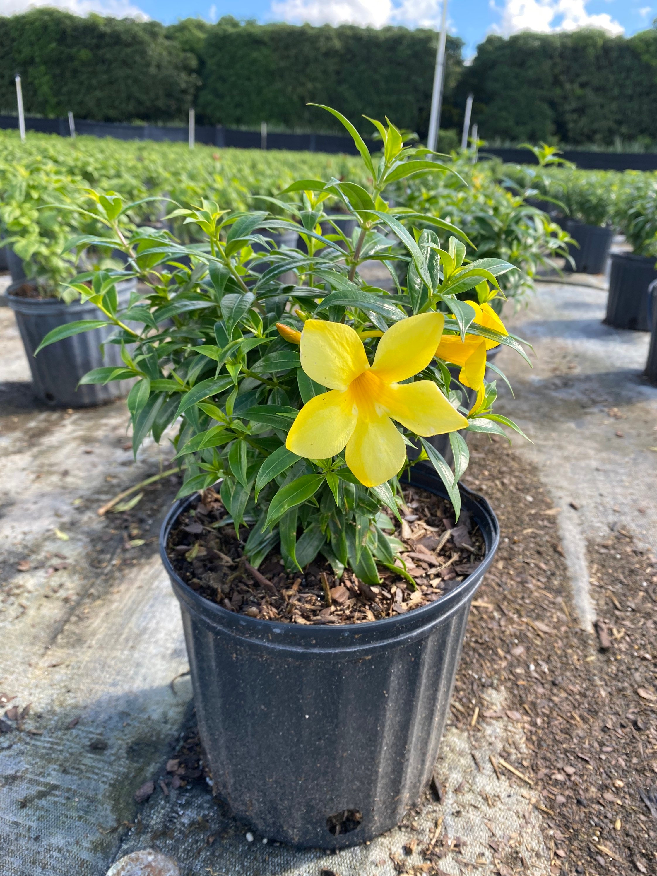 Allamanda Dwarf Golden Trumpet Allamanda Cathartica compacta - Etsy UK