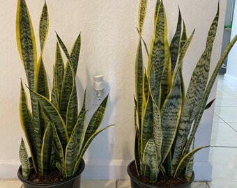 Extra Large Snake Plant Laurentii 10 Nursery Pot Sansevieria House ...