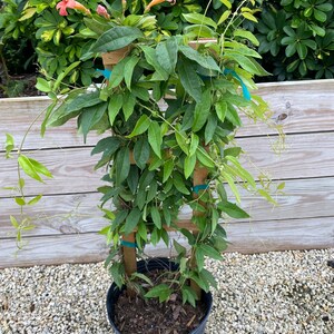 Crossvine Bignonia Capreolata 10” Inch Pot Trellis Free Shipping to ...