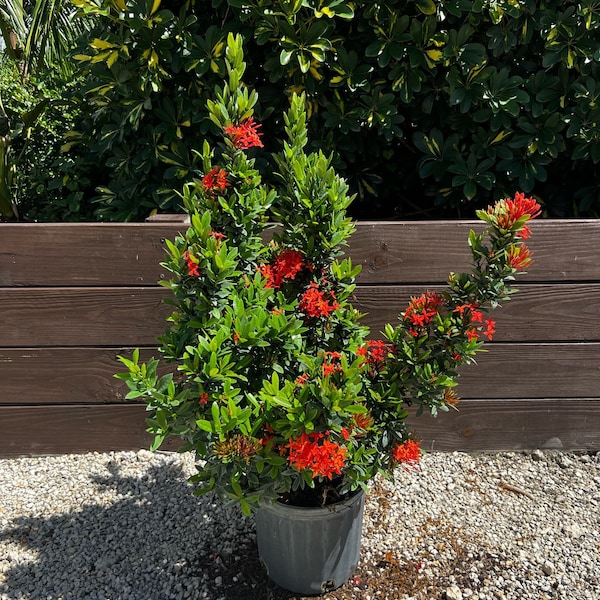 Ixora Taiwanese Red Dwarf - Etsy