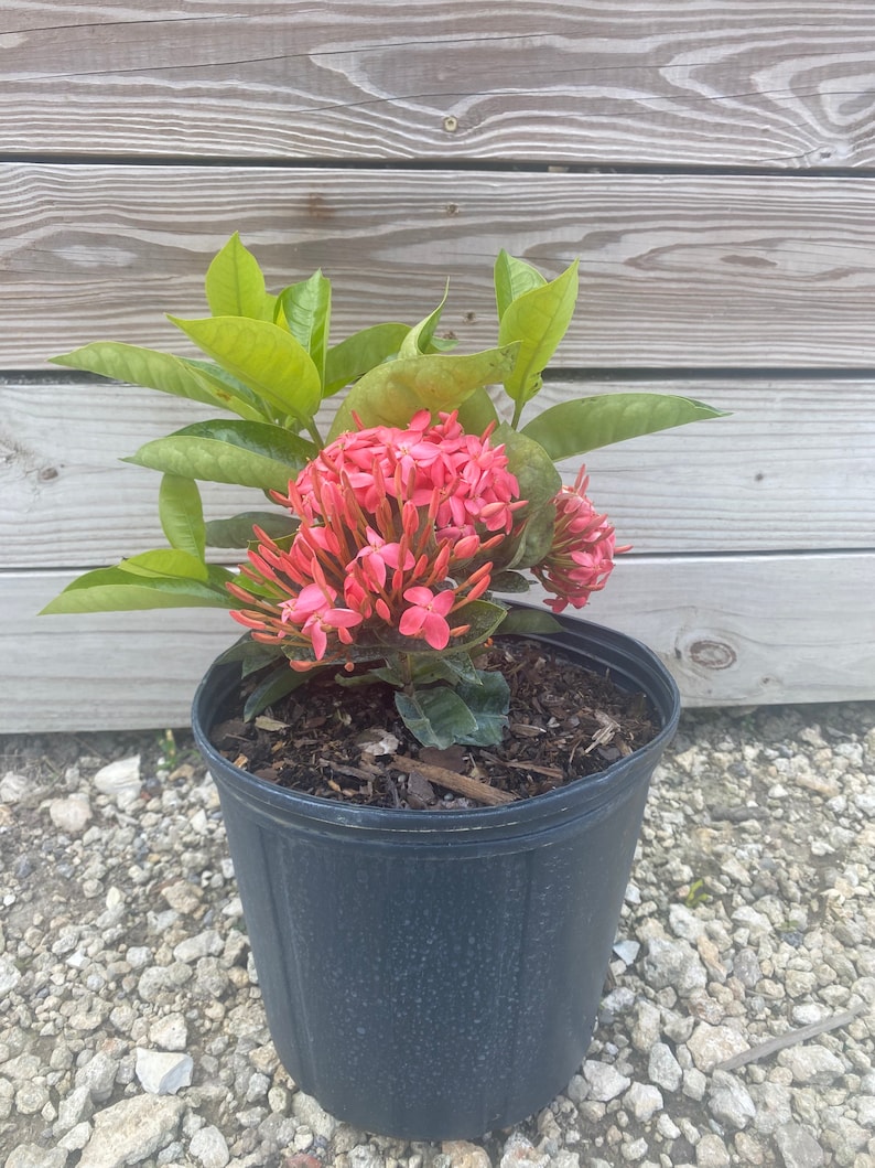 Ixora Nora Grant Pink Ixora Coccinea 10 Inch Pot - Etsy Hong Kong