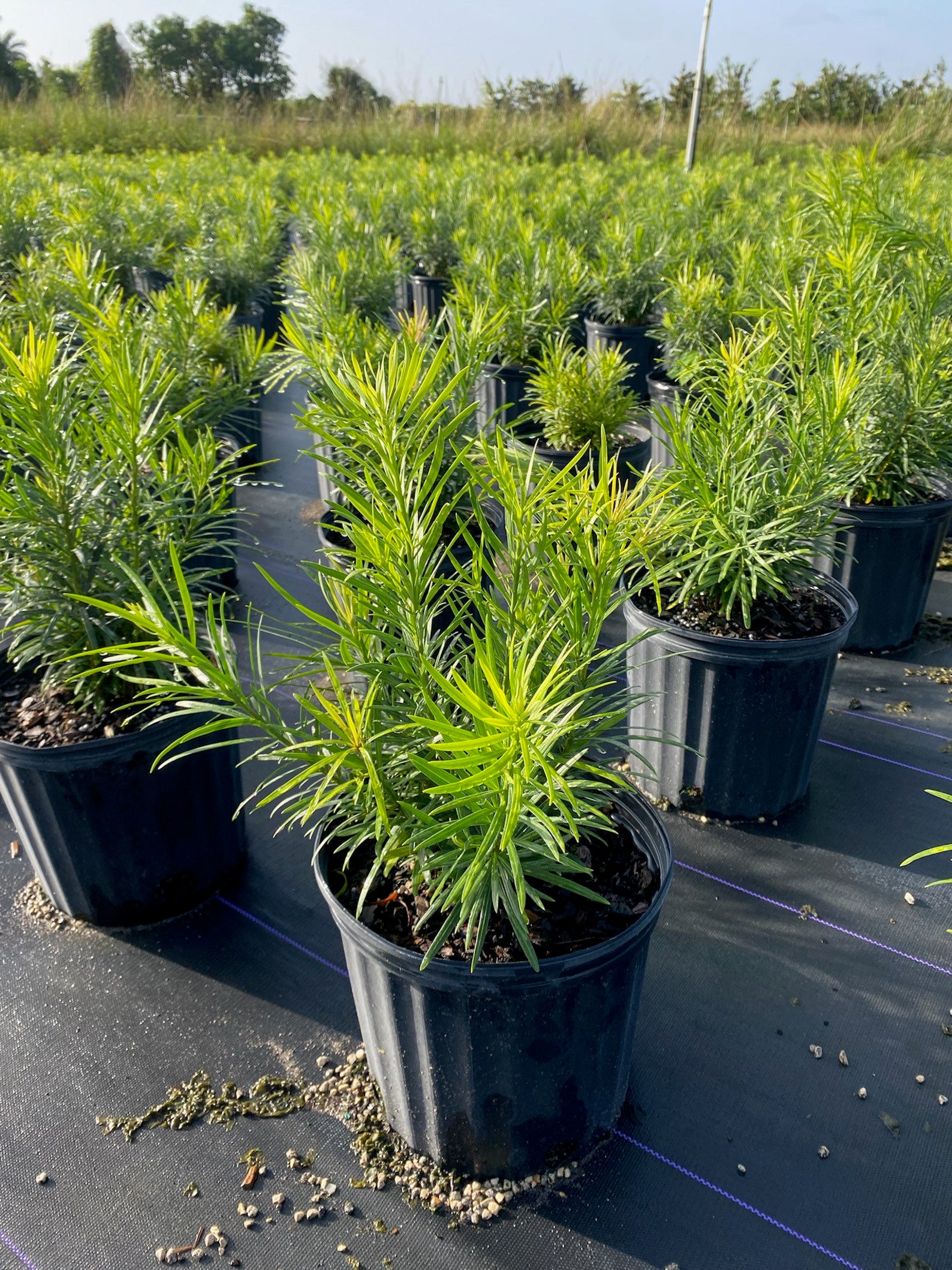 Podocarpus ‘maki’ Podocarpus Macrophyllus 14 Inch Pot Free Shipping to ...