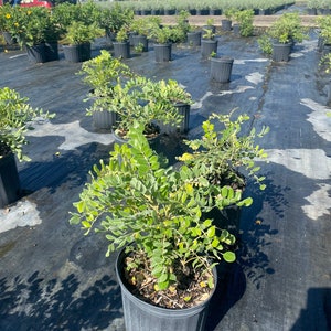 Necklace Pod Sophora Tormentosa TREE FORM 10 Inch Pot FREE Shipping ...