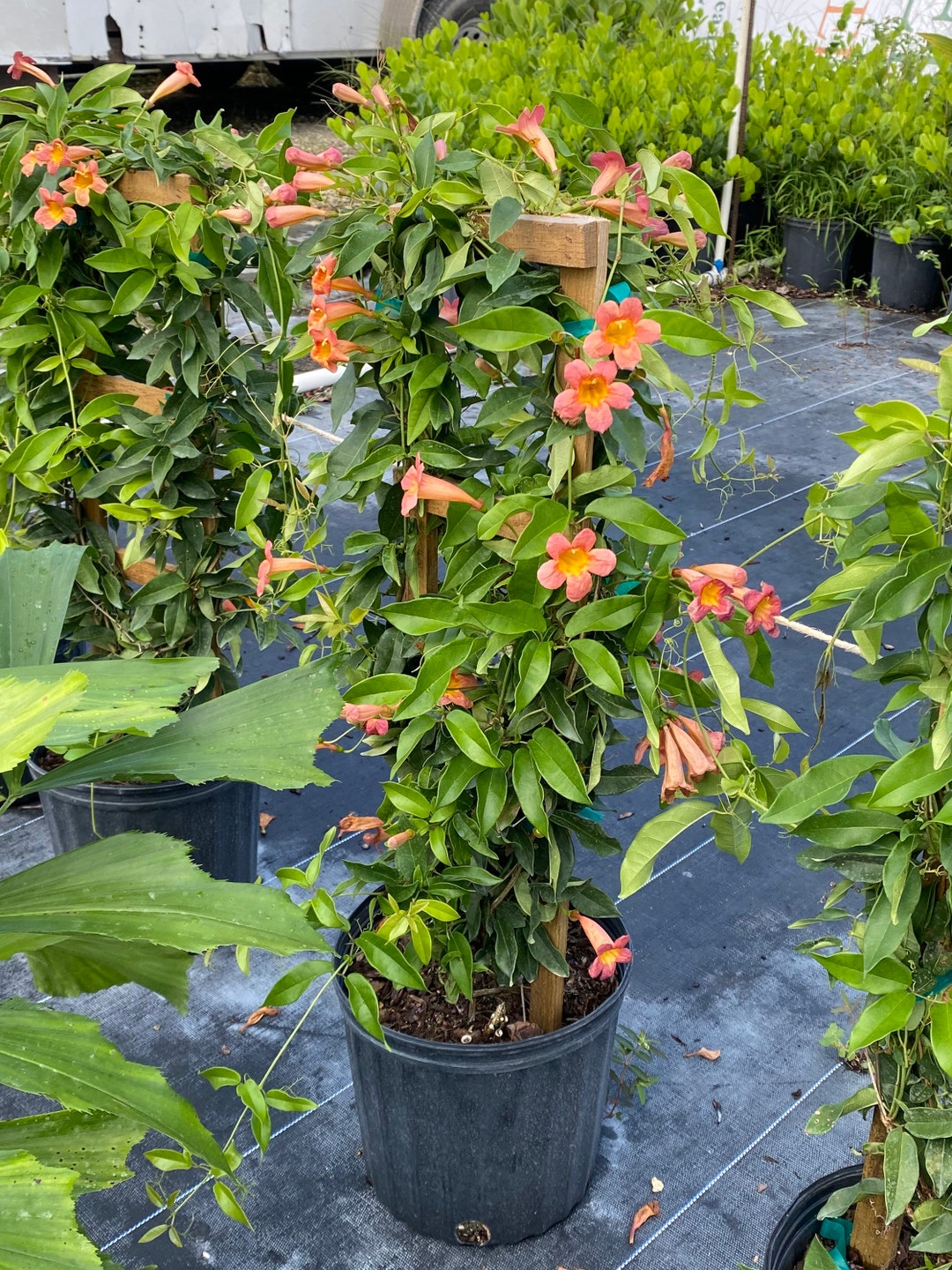 Crossvine Bignonia Capreolata 10 Inch Pot Trellis Free Shipping to ...
