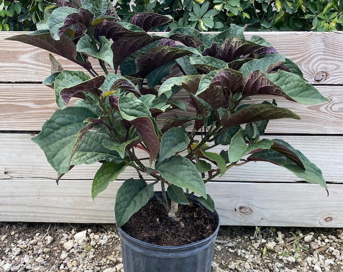 Clerodendrum Quadriloculare STARBURST Shooting Star Tropical Plant ...