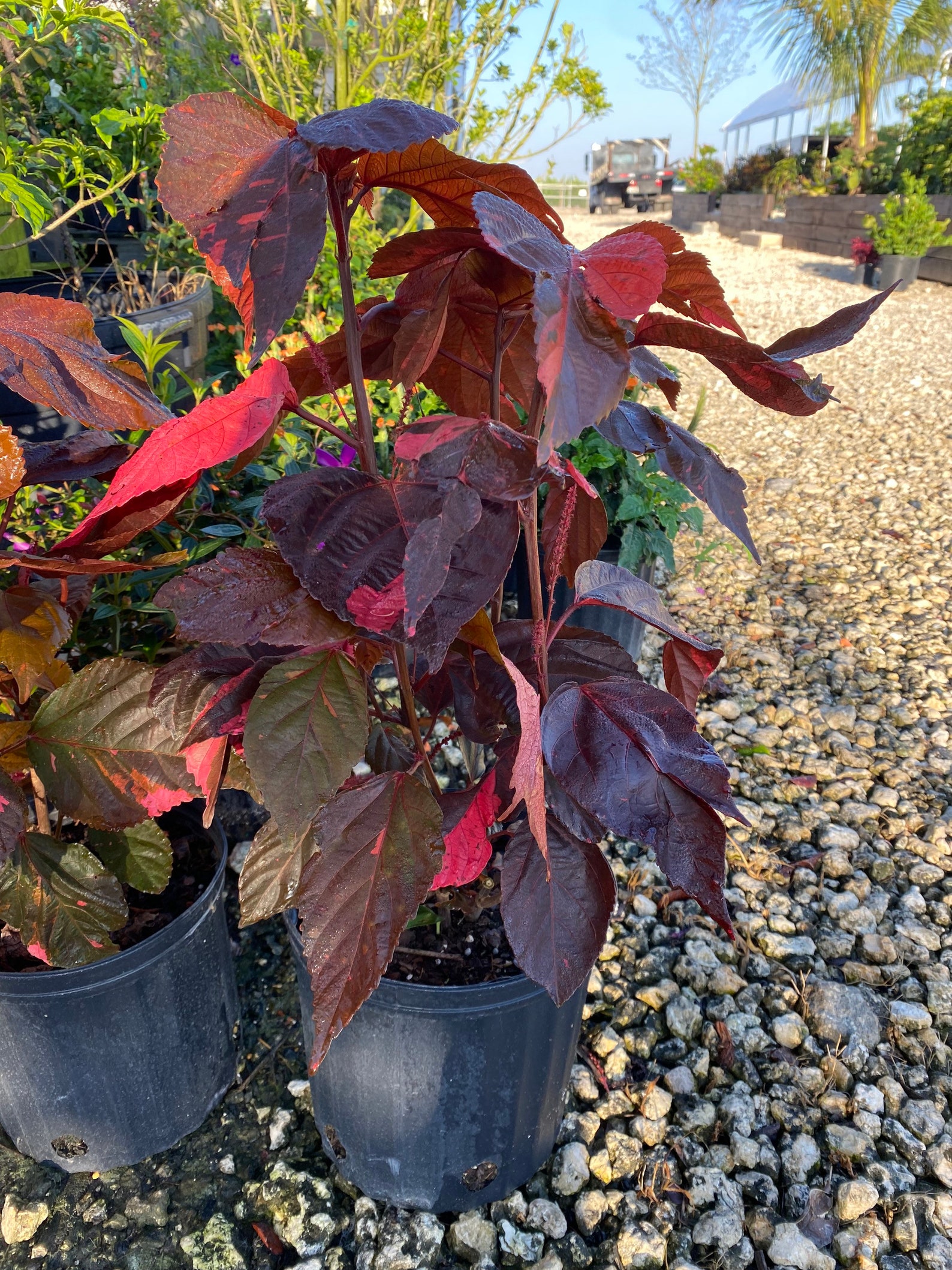 Copper Leaf Plant Acalypha Wilkesiana 10 Inch Pot FREE - Etsy