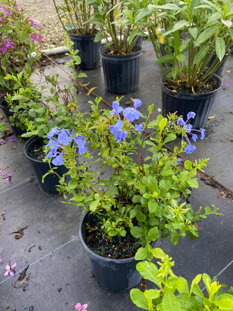 Blue Plumbago – Plumbago Auriculata 10 Inch Potlive Tropical Flowering ...
