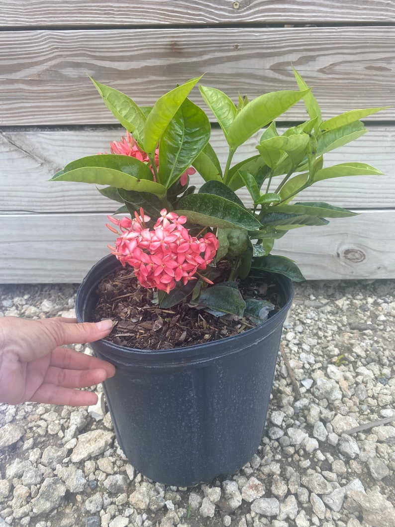 Ixora Nora Grant Pink Ixora Coccinea 10 Inch Pot - Etsy Hong Kong