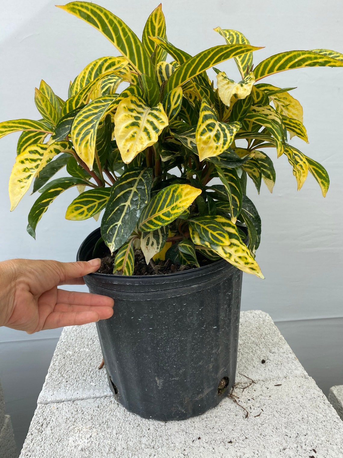 Sanchezia Plant Variegated Sanchezia Speciosa 10 Inch Pot - Etsy