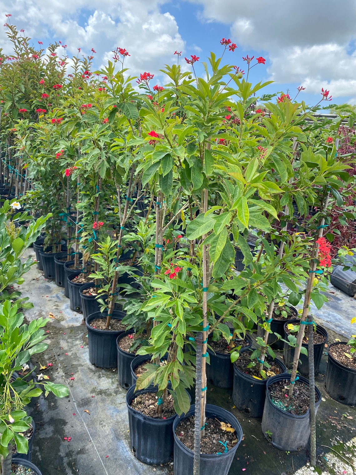 Jatropha Integerrima Red Peregrina Spicy Tree 10 Inch Pot Free Shipping ...