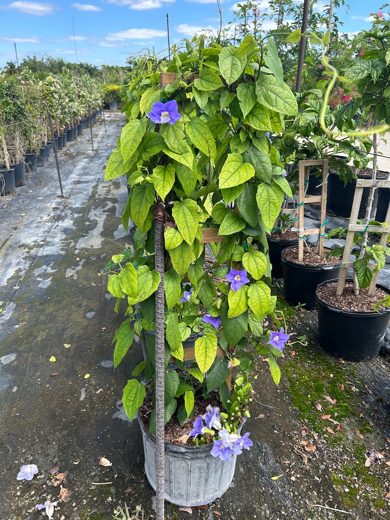 Sky Vine – Bengal Clockvine Thunbergia Grandiflora 14 Inch Pot ...